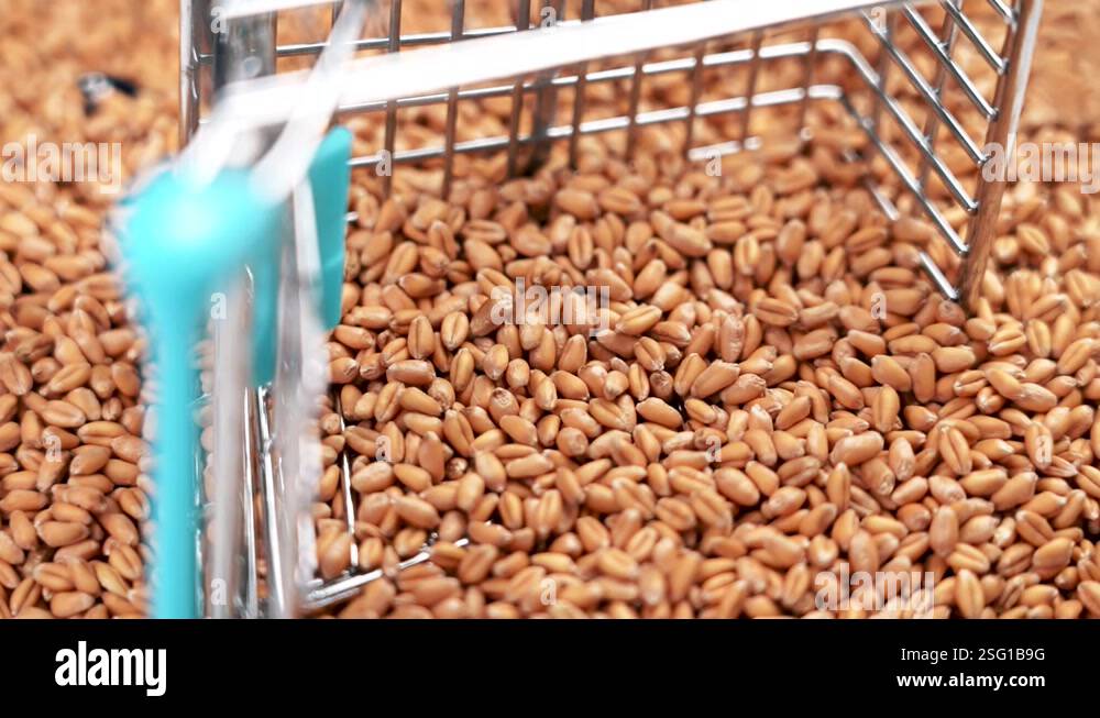 Wheat seeds falling into a fallen supermarket cart in a pile of grains ...