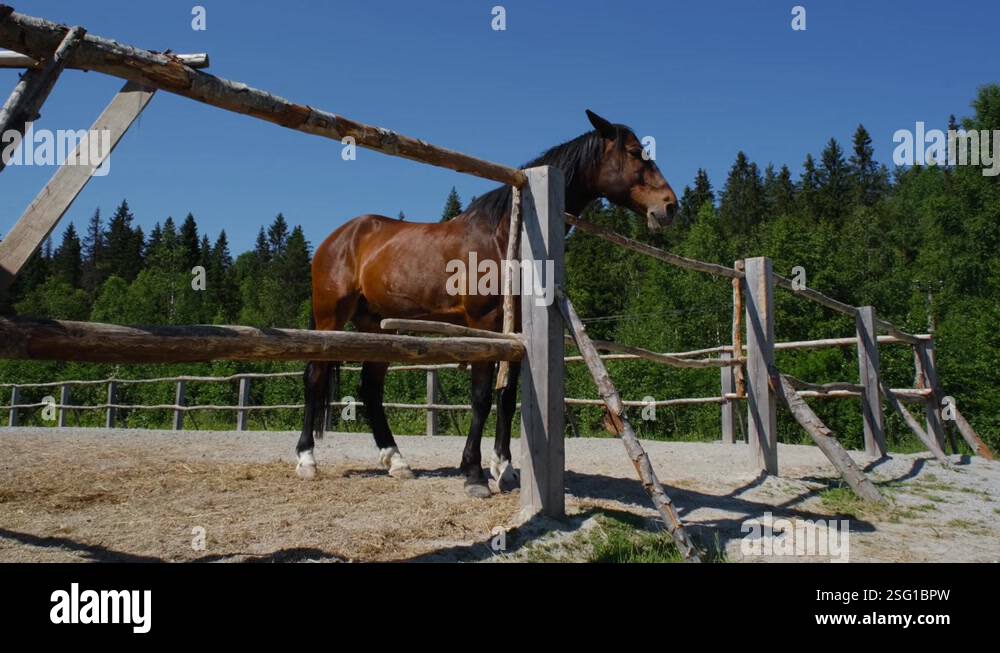 Handsome young stallion with dark mane Stock Video Footage - Alamy
