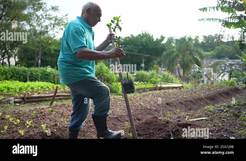 One senior man planting a tree. Person seedling the earth with new tree ...