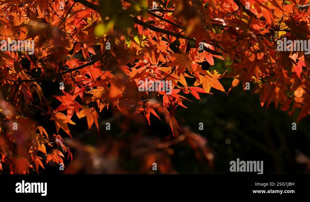 4K slow motion video of a fixed shot of a branch of autumn leaves ...