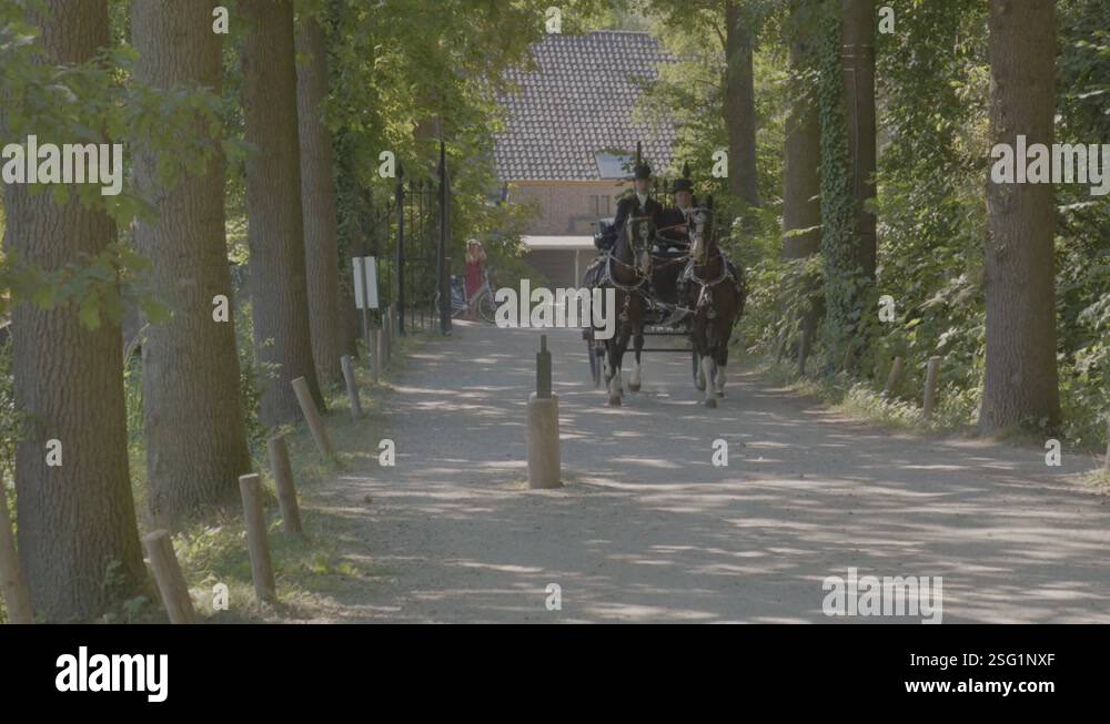 Old horse and carriage driving over lane through forest Stock Video ...