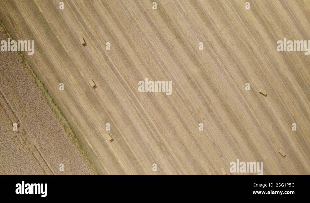 Hay Harvest in Farm Land, Hay Bales Scattered on Golden Dry ...