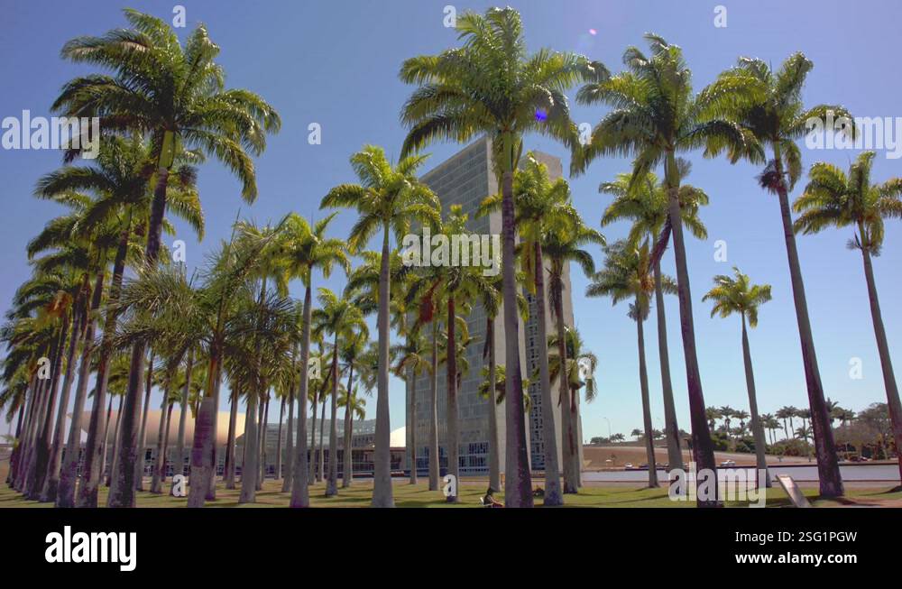 Brazil building palm Stock Videos & Footage - HD and 4K Video Clips - Alamy