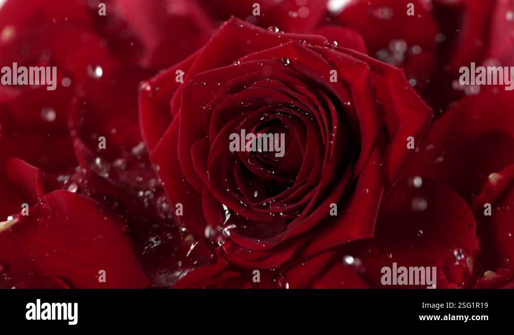 Super slow motion shot of water drops falling and splashing on red rose ...