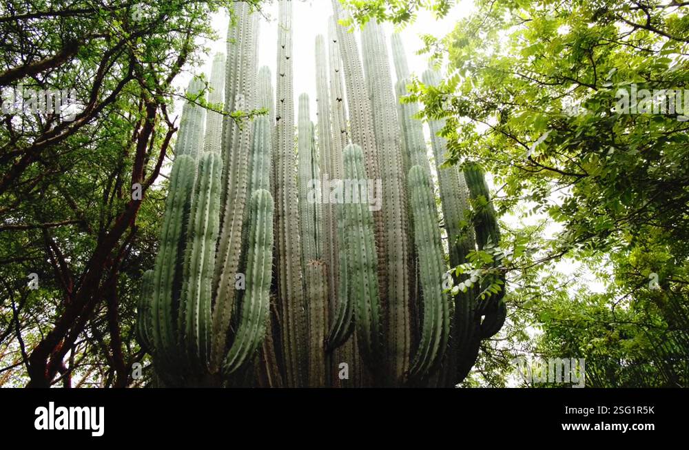 The saguaro cactus (Carnegiea gigantea) giant cactus in the forest ...