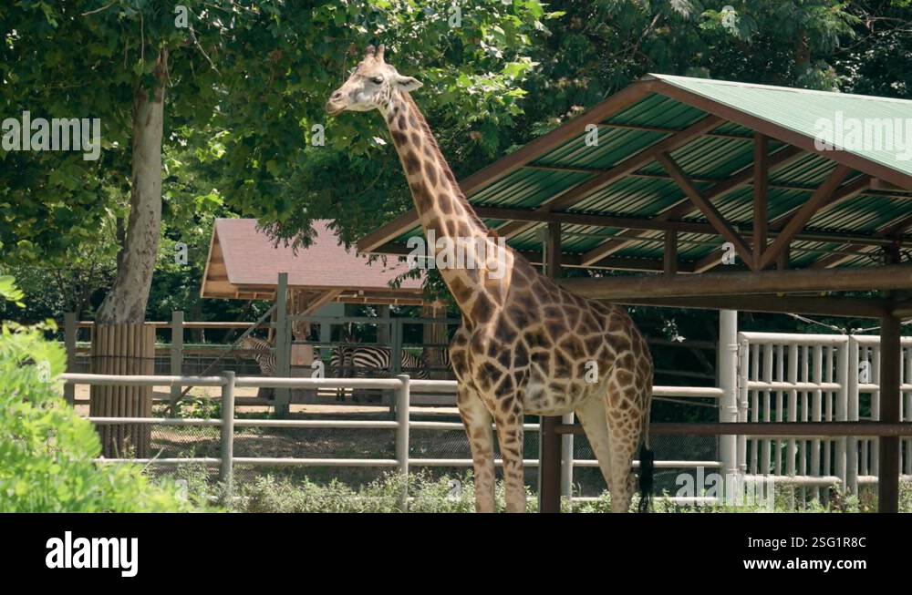 Giraffe (Giraffa camelopardalis) eating grass standing in a shed at ...