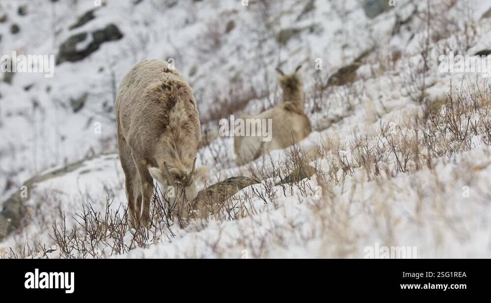 Bighorn Sheep Digging Snowy Hills To Forage Food At Winter In Alberta ...