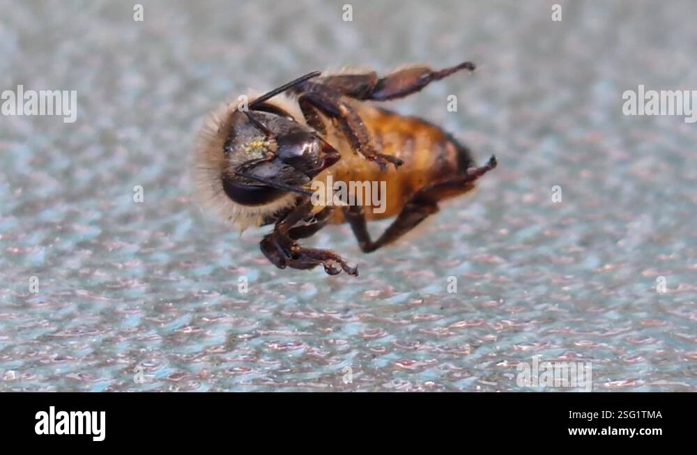A Honey Bee struggling from heat exhaustion during a 35 degree heatwave ...
