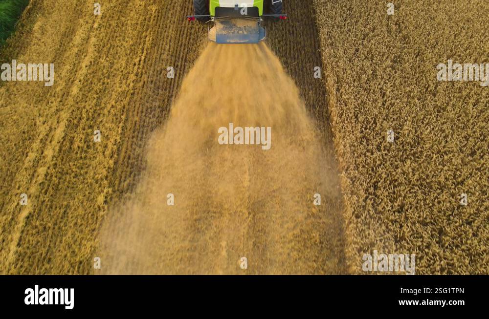 Shredder scattering straw over stubble while machine cut wheat crop in ...
