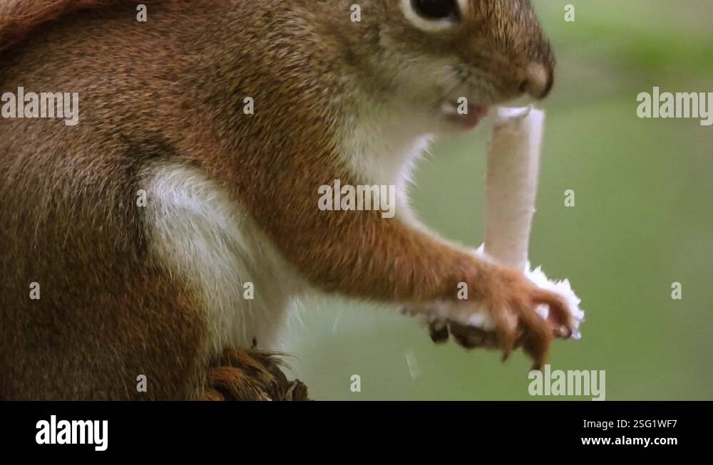 Close up hot of a Squirrel eating mushroom outside in the Wild nature ...