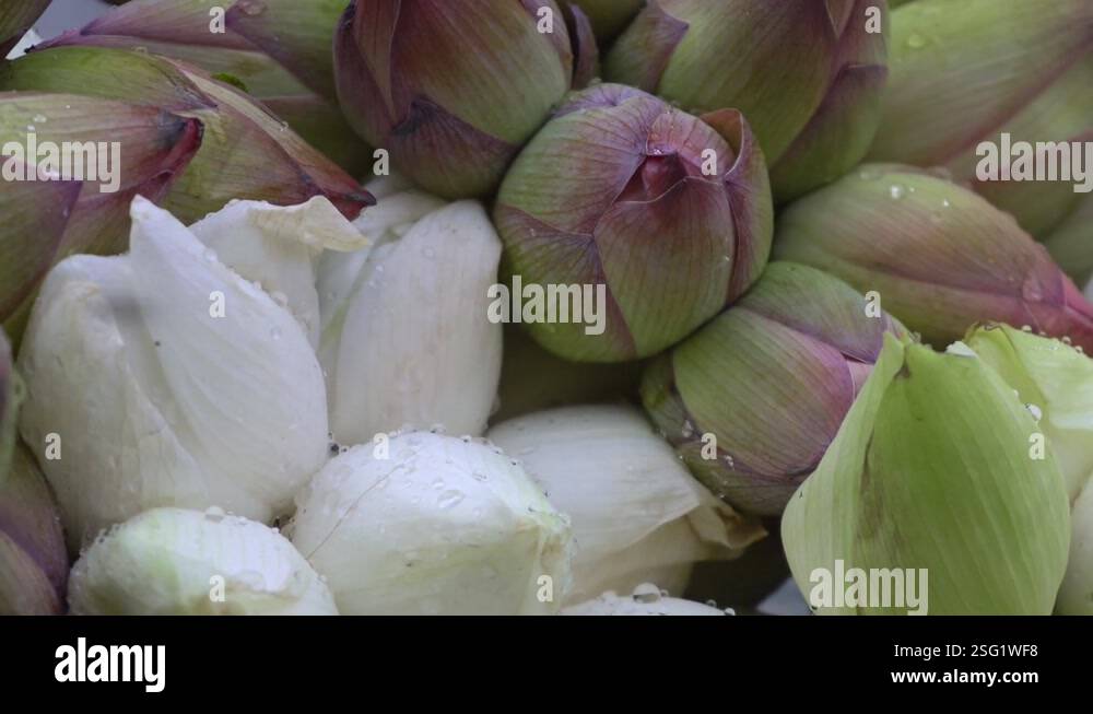 A bunch of lotus flowers are being sold in the market mallik bazar Or ...