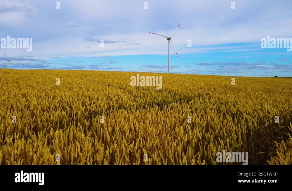Agricultural farm on yellow wheat hills with rotating large windmill ...