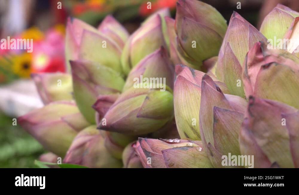 A bunch of lotus flowers are being sold in the market mallik bazar Or ...