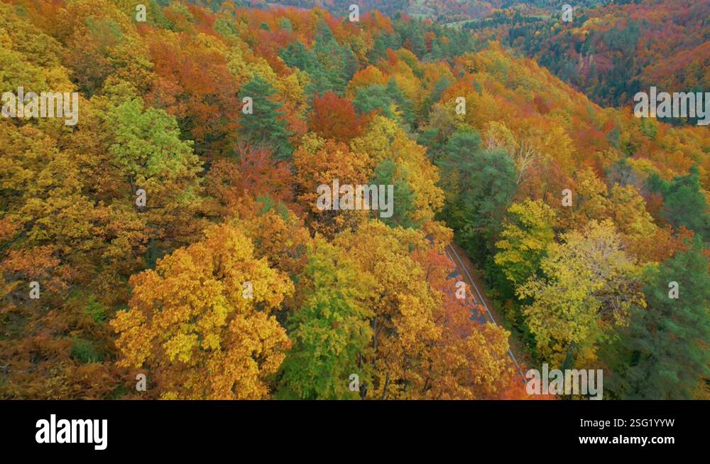 AERIAL: Lush forest in amazing autumn shades with road hiding under ...