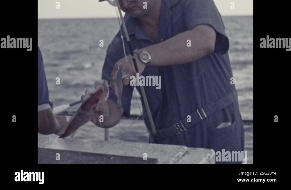 Man catching birds Stock Videos & Footage - HD and 4K Video Clips - Alamy