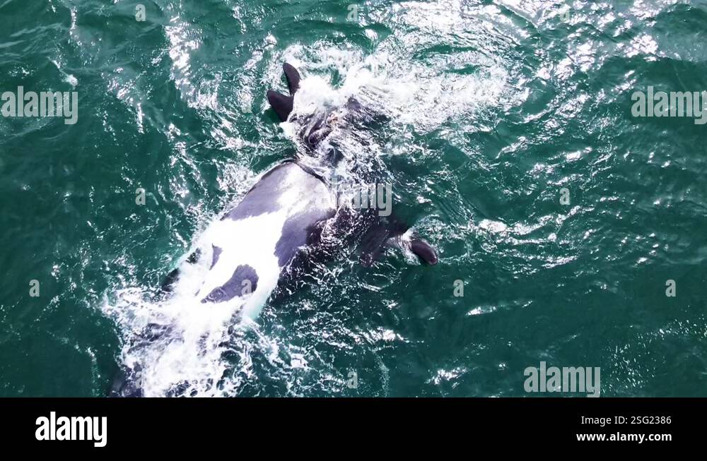 Right whale with deformed flippers floating on back, calf being playful ...