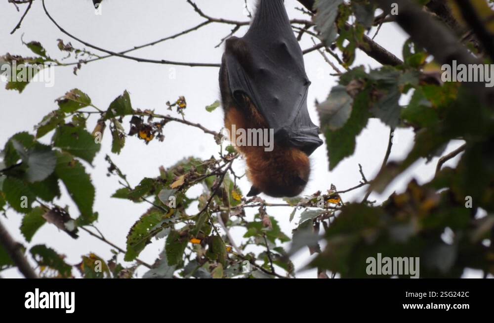 Fruit Bat Flying Fox Hanging Upside Down from Tree Branch Spinning ...