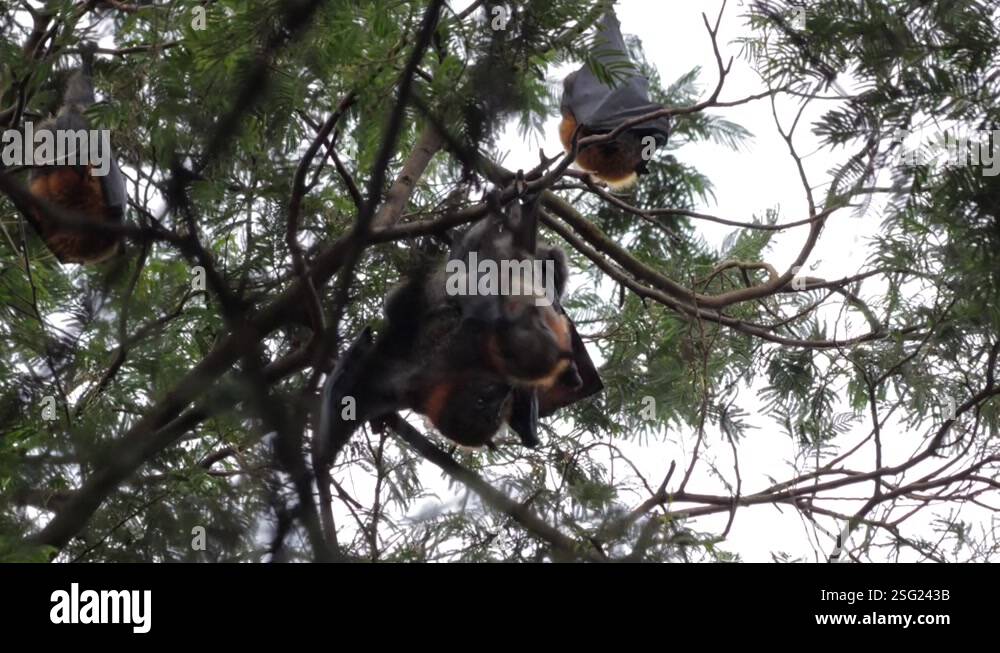 Fruit Bats Mating Hanging Upside Down from Tree Branch, Day time Maffra ...