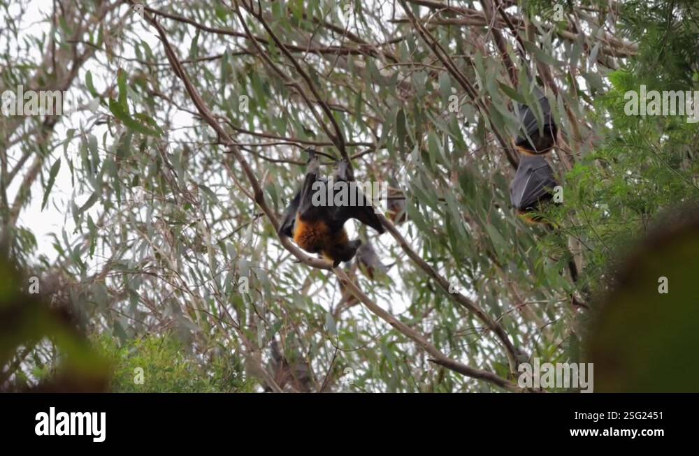 Two Fruit Bats Mating Hanging Upside Down from Tree Branch, Windy Day ...
