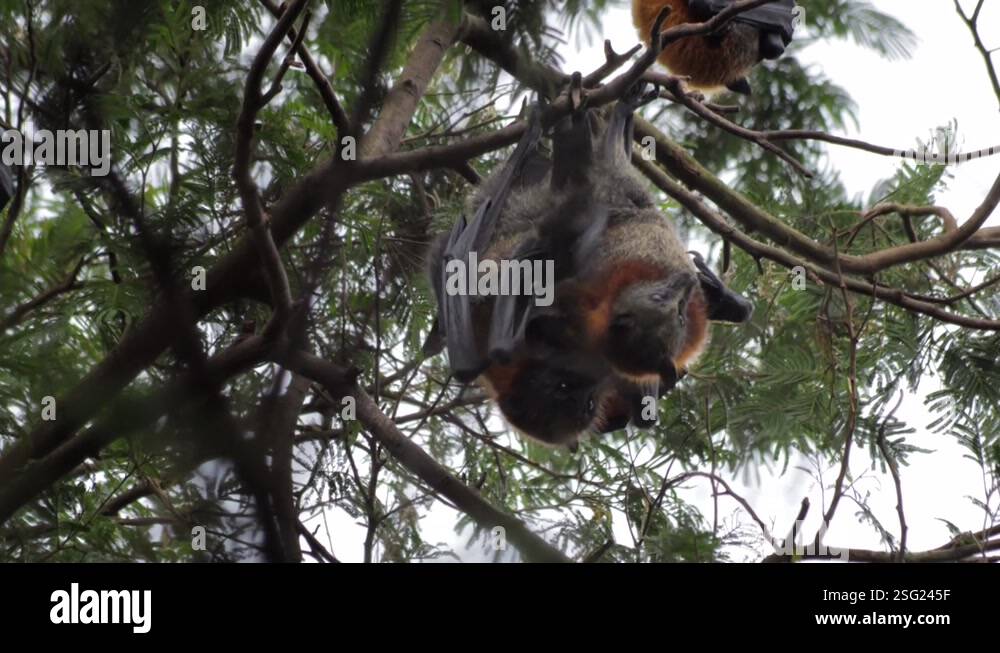 Two Fruit Bats Mating Hanging Upside Down from Tree Branch, Day time ...