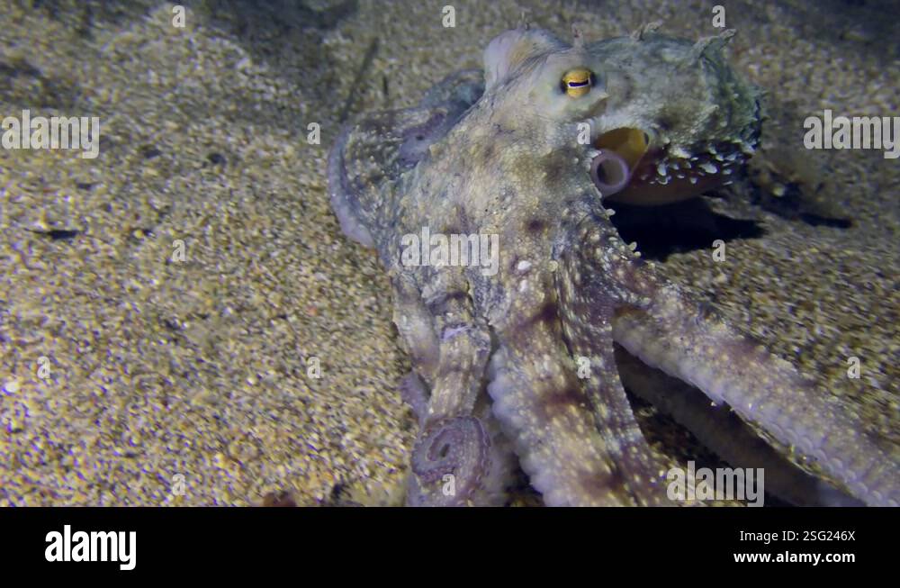 Octopus on the sandy bottom Stock Video Footage - Alamy
