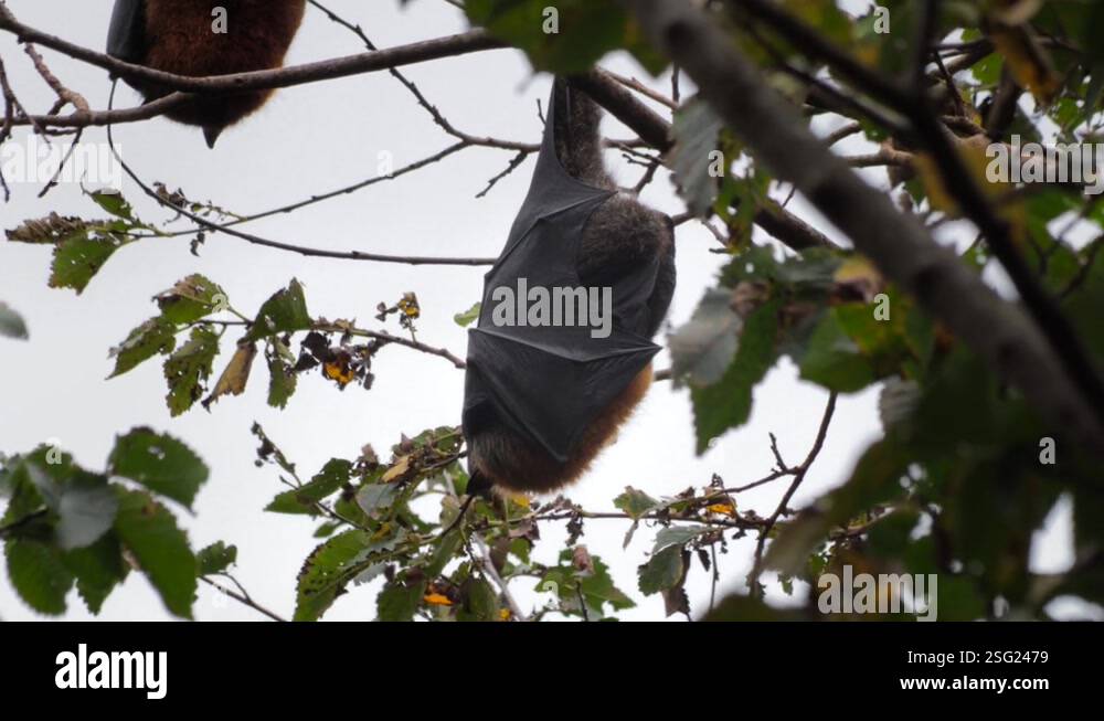 Fruit Bat Flying Fox Hanging Upside Down from Tree Branch Sleeping ...