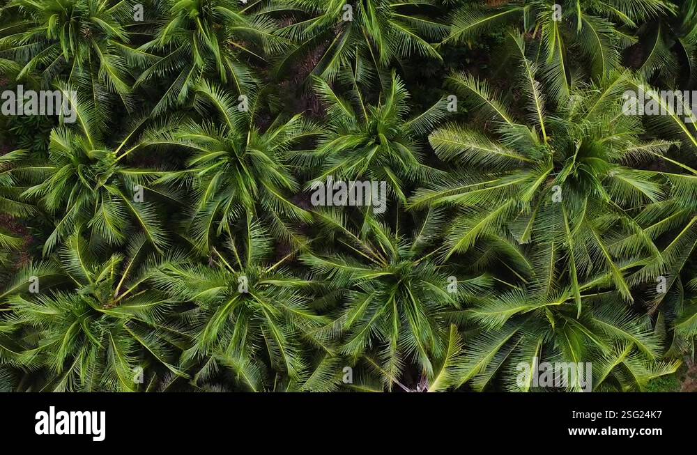 Aerial top down view on dense palm tree plantation in Vietnam, dolly ...