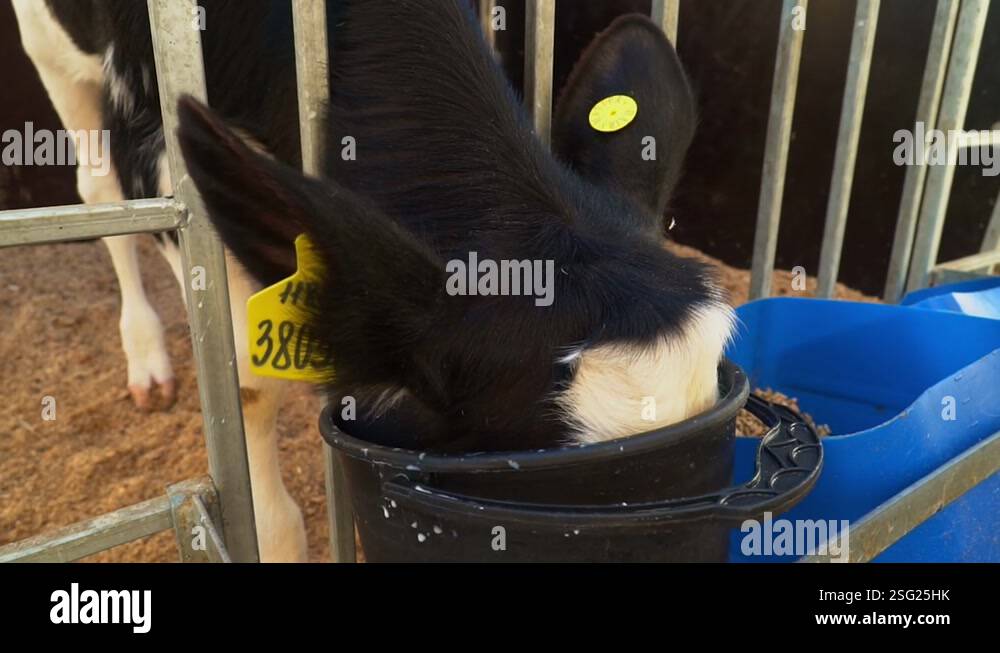 Young Calf Drinking Nutritious Fluid From Bucket In Barn At Modern ...