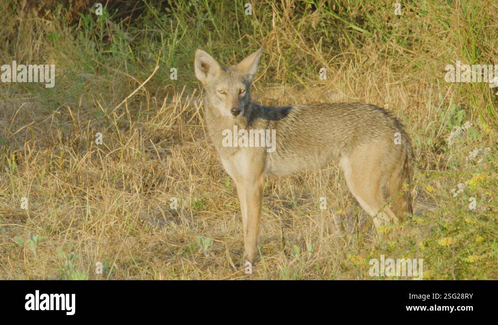 Coyote howling Stock Videos & Footage - HD and 4K Video Clips - Alamy