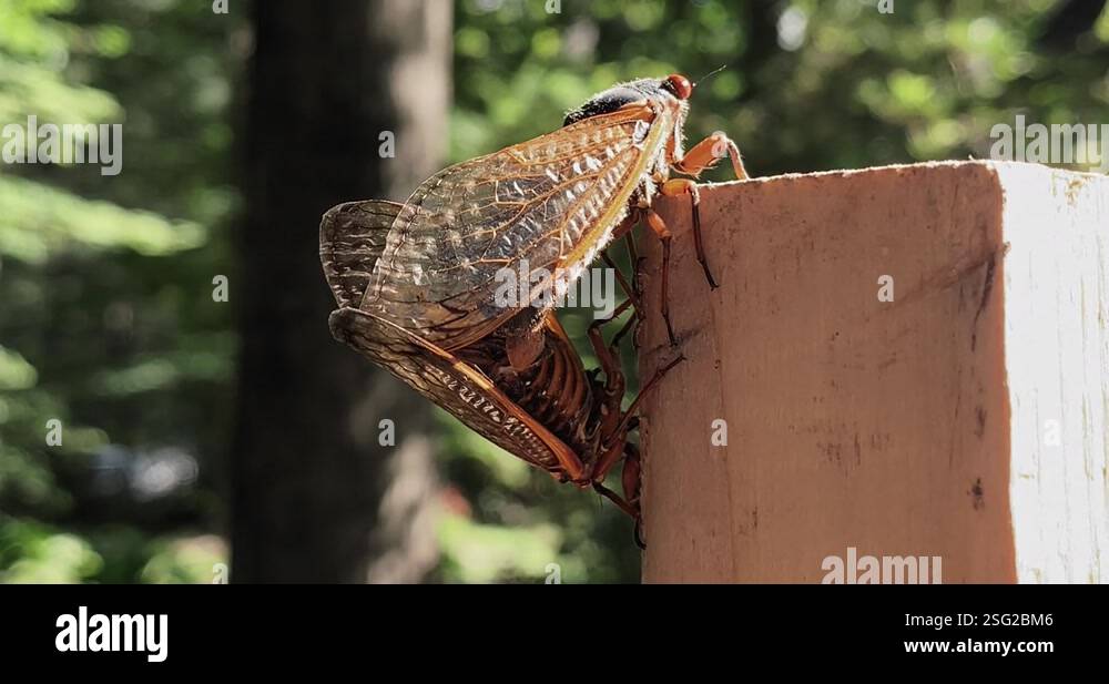 Close-Up, Big, red eyed, Brood-X cicadas actively mating with audio ...