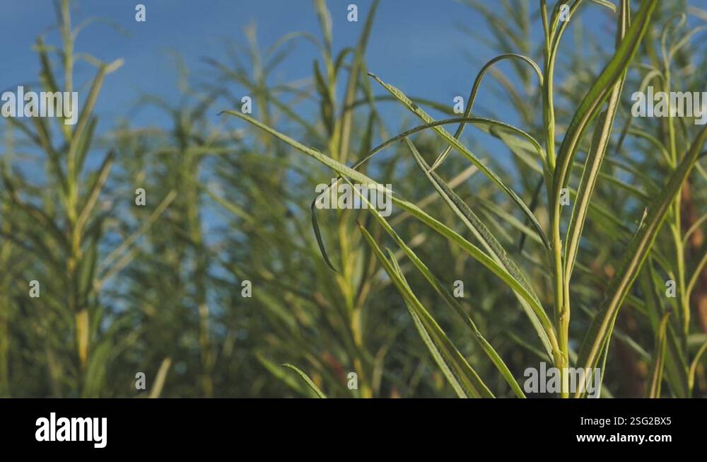 Green bushes protect the seashore. Bush Willow with leaves moving in ...