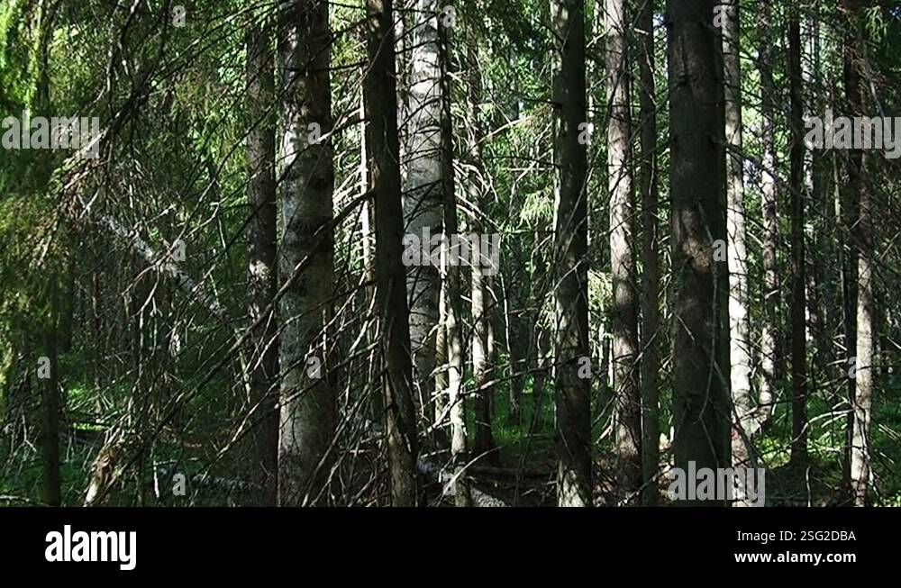 Taiga biome dominated by coniferous forests. Picea spruce, genus of ...