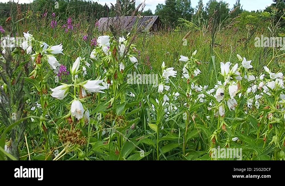 Campanula latifolia is a type species of the genus Bellflower family ...