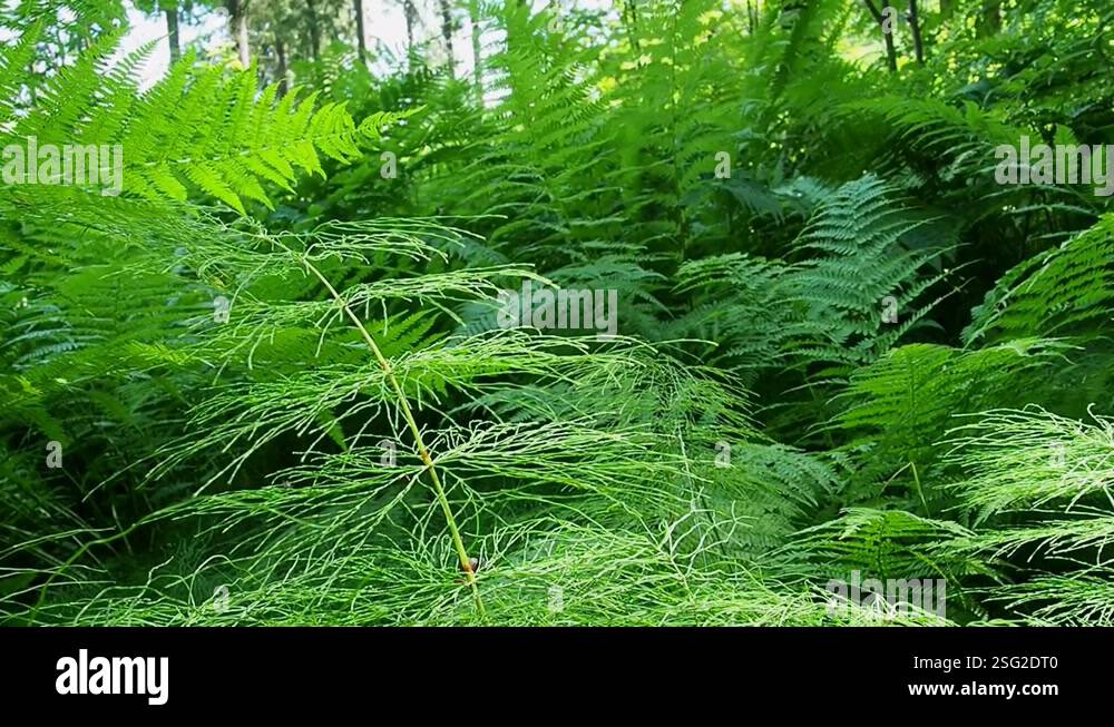 Ferns of the lower tier of the forest. Ferns sway in the wind ...