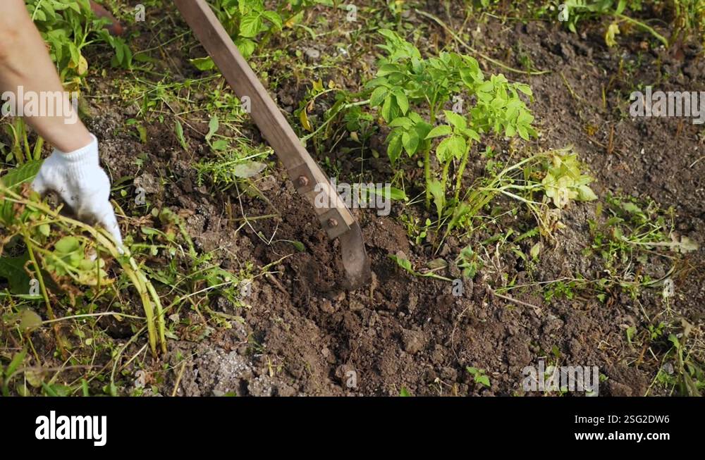 farmer hand holding hoe and digging the soil to spud potatoes, slow ...