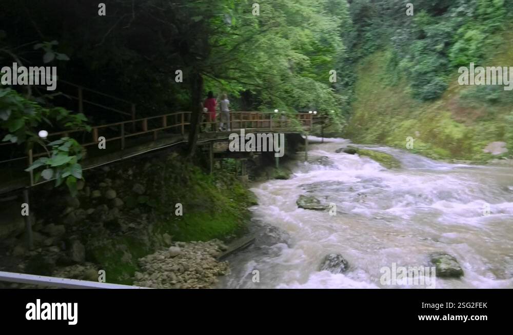 Virtual walk through the forest Stock Video Footage - Alamy