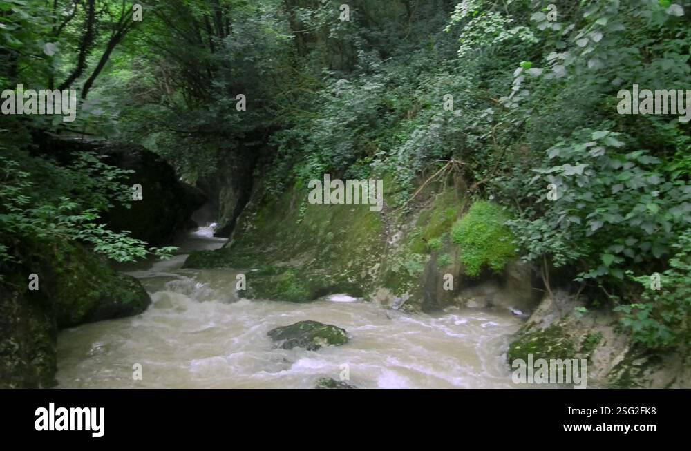Virtual walk through the forest Stock Video Footage - Alamy