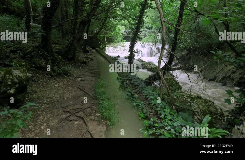 Virtual walk through the forest Stock Video Footage - Alamy