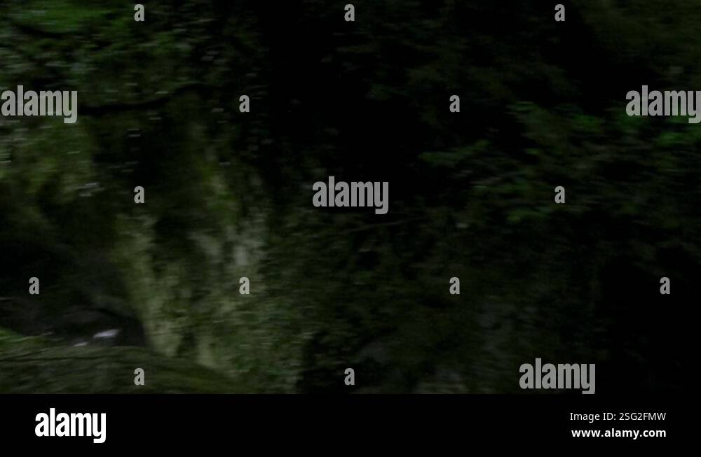 Virtual walk through the forest Stock Video Footage - Alamy