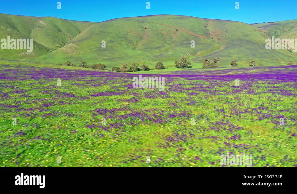 Australia spring time in rural countryside. Green grass and flowers on ...