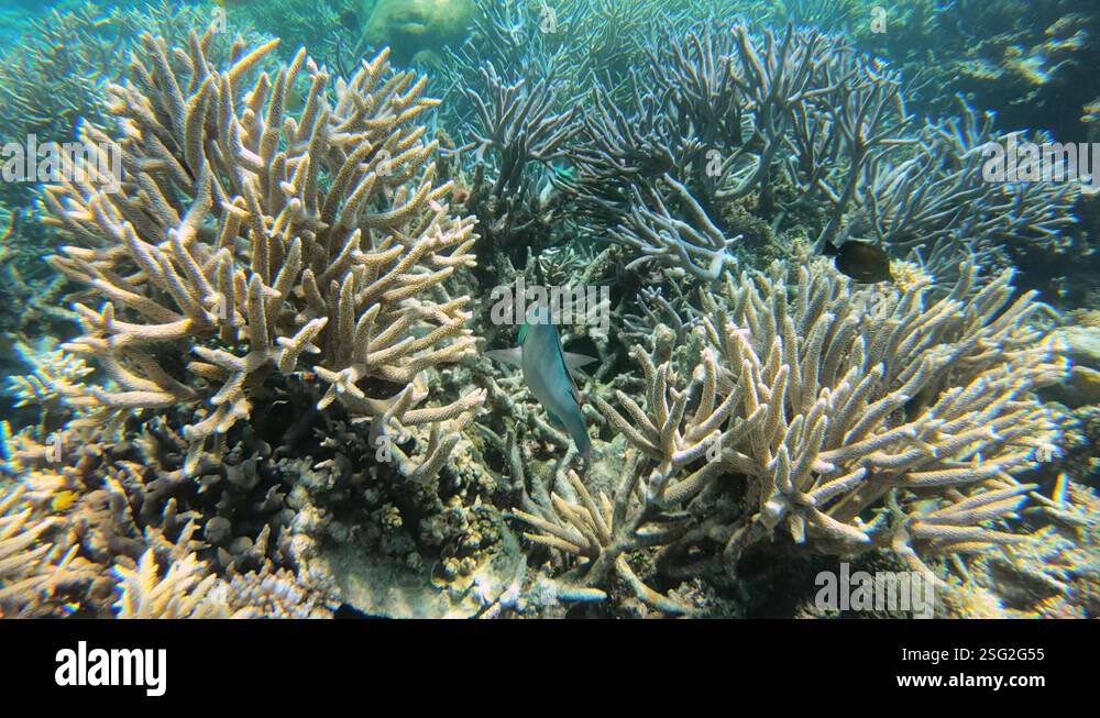 Environment of great barrier reef and marine life ecosystem of ...