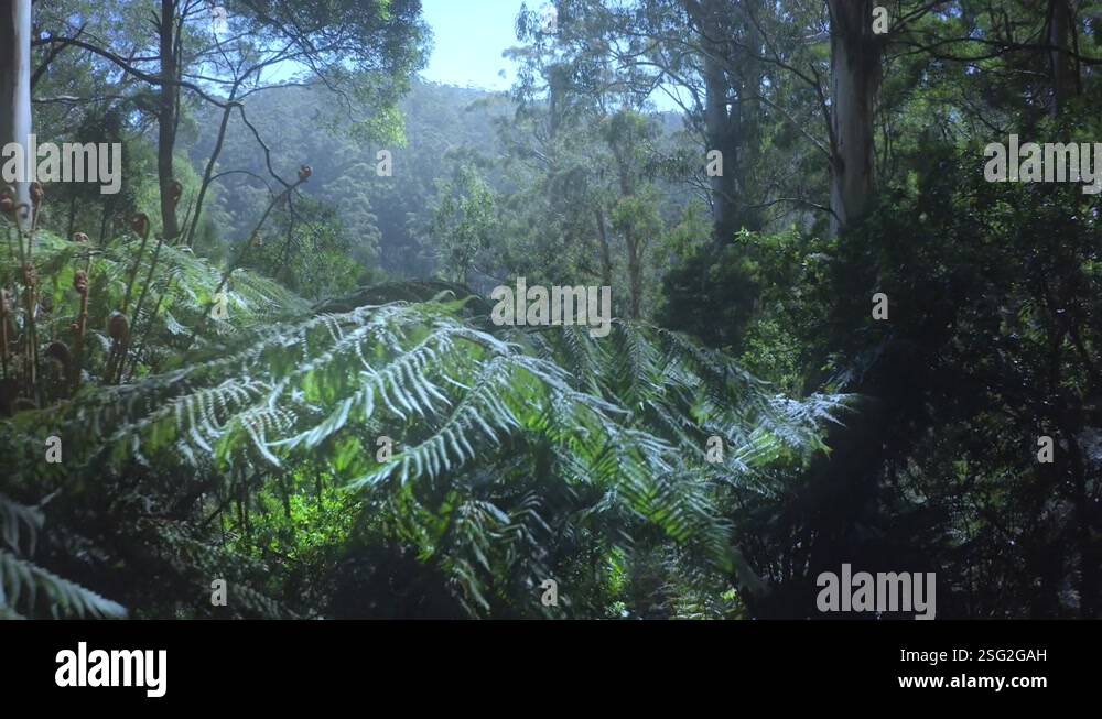 Australia forest nature landscape. Eucalyptus trees and ferns in ...