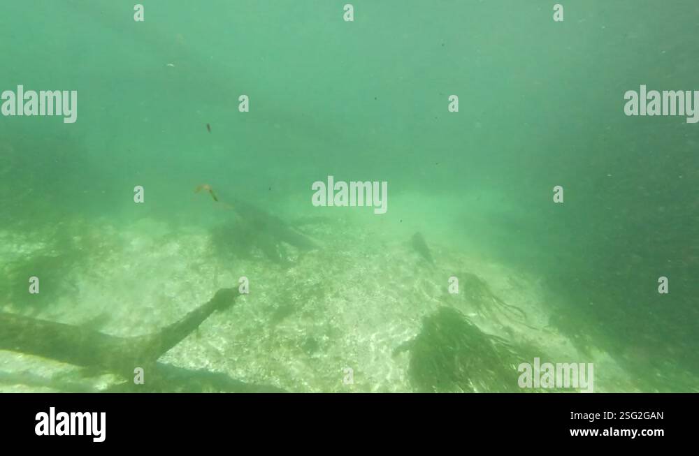 Underwater freshwater lake river spring scenery with grass and algae ...