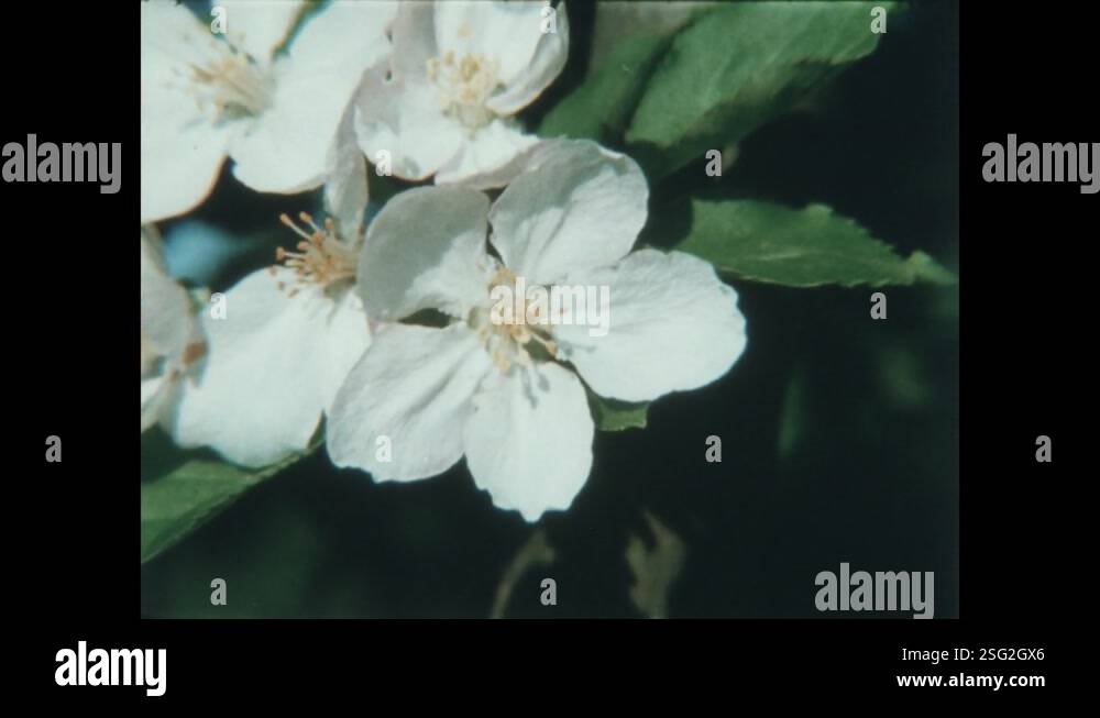 1990s: Flowers. Woman picks apple from tree. Woman cuts apple in half ...