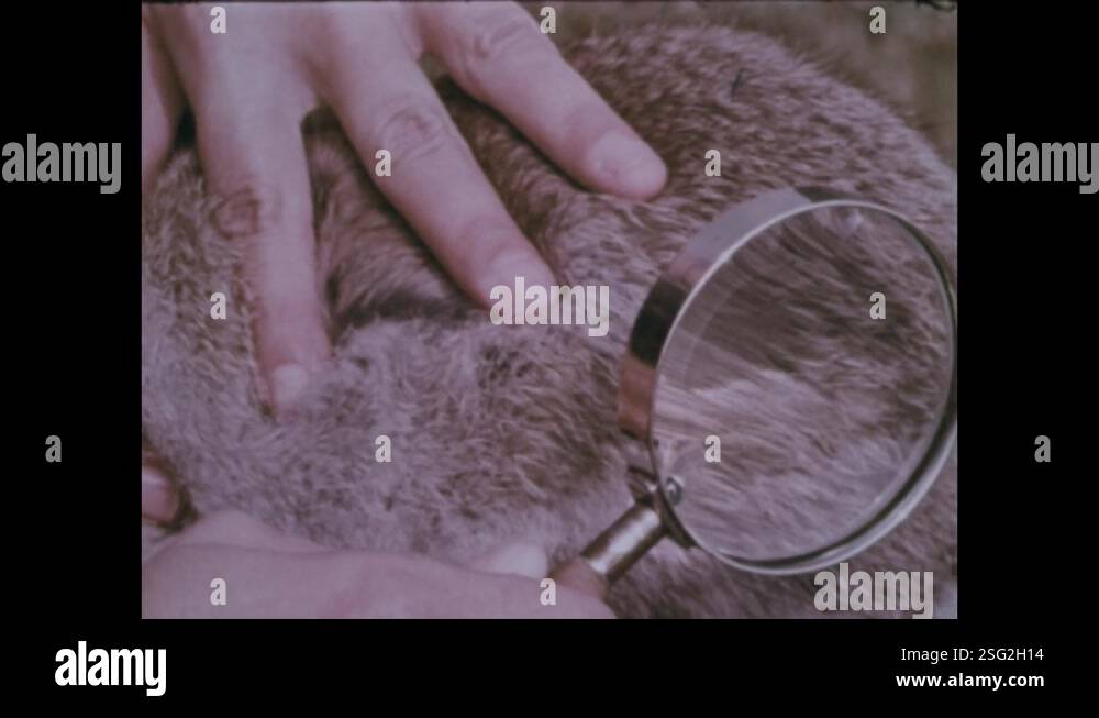 Magnifying class Stock Videos & Footage - HD and 4K Video Clips - Alamy