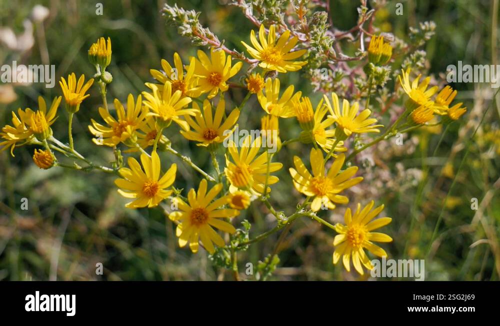 The yellow flowers of polyfoil sway in the wind in the field. Summer ...