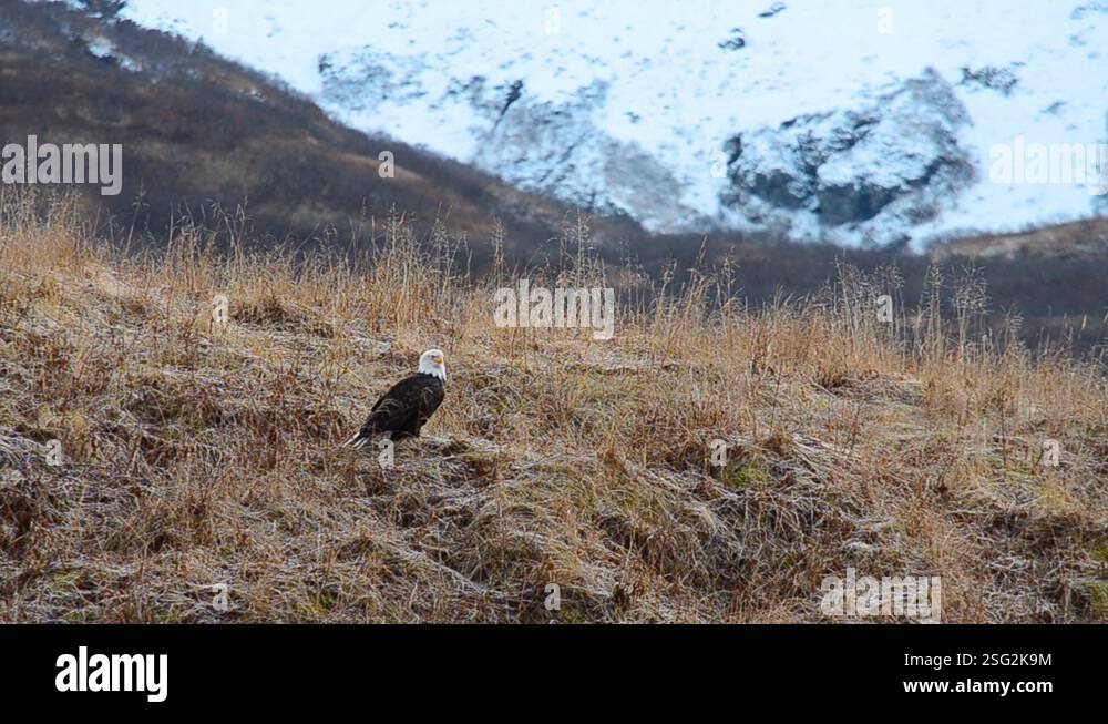 A bald eagle sits alone at the base of the mountains in the wilderness ...