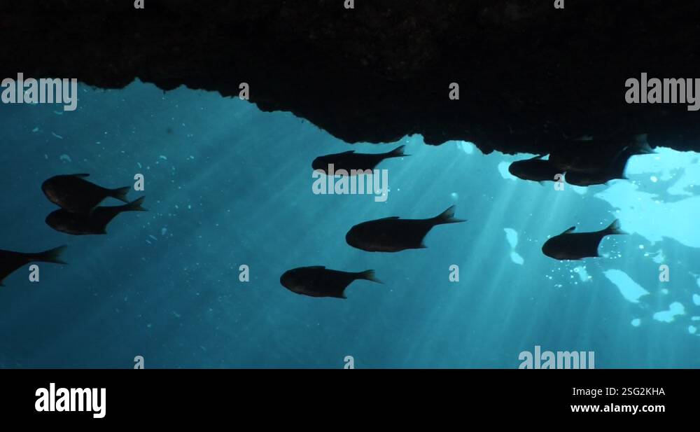 fish eating the partucles on the surface of water underwater mullets ...