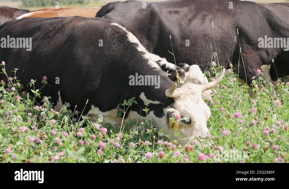 Farm in countryside, cows and calves grazing in clover field, organic ...