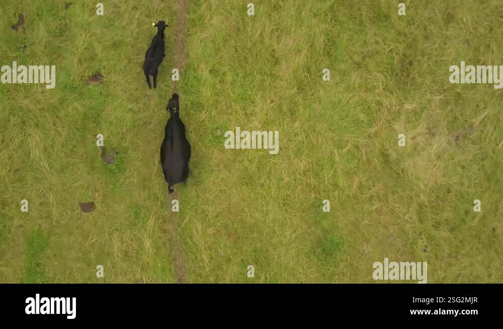 Black Angus Cattle And Calf Running In Green Pasture At Daytime. aerial ...